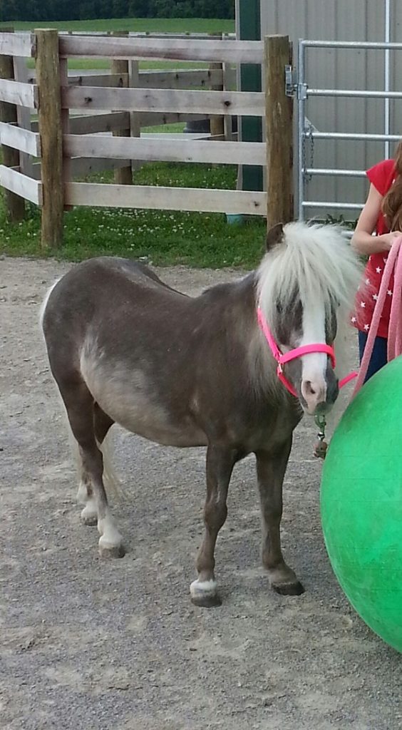 Our Horses - New Life Christian Stables