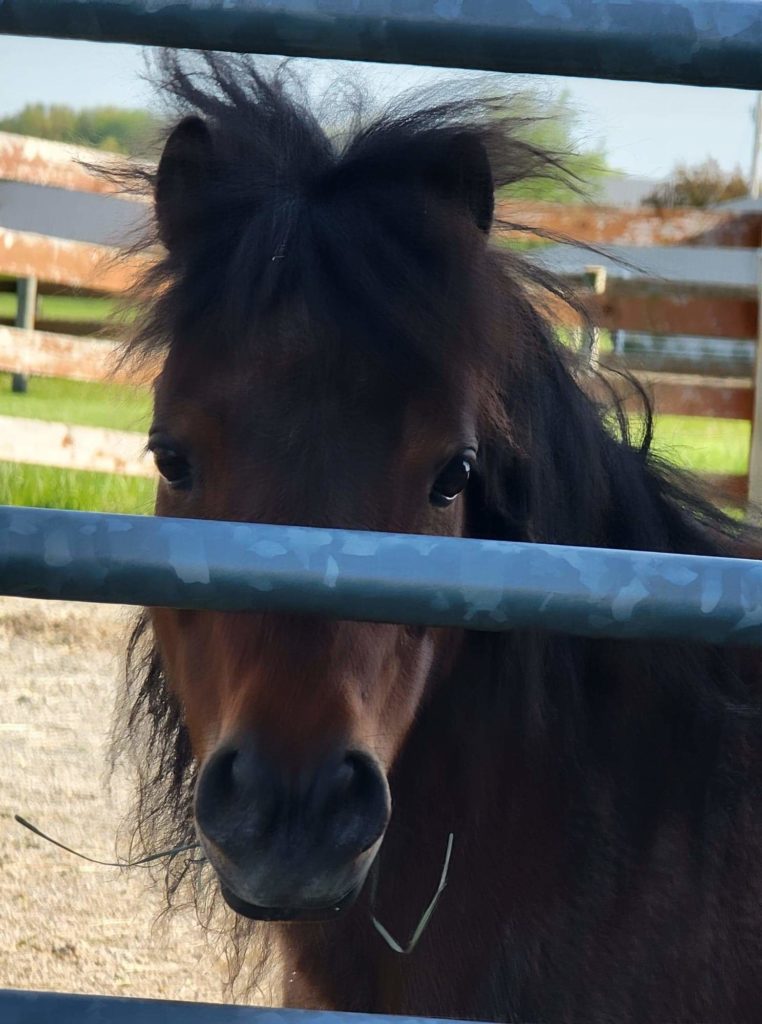 Our Horses - New Life Christian Stables